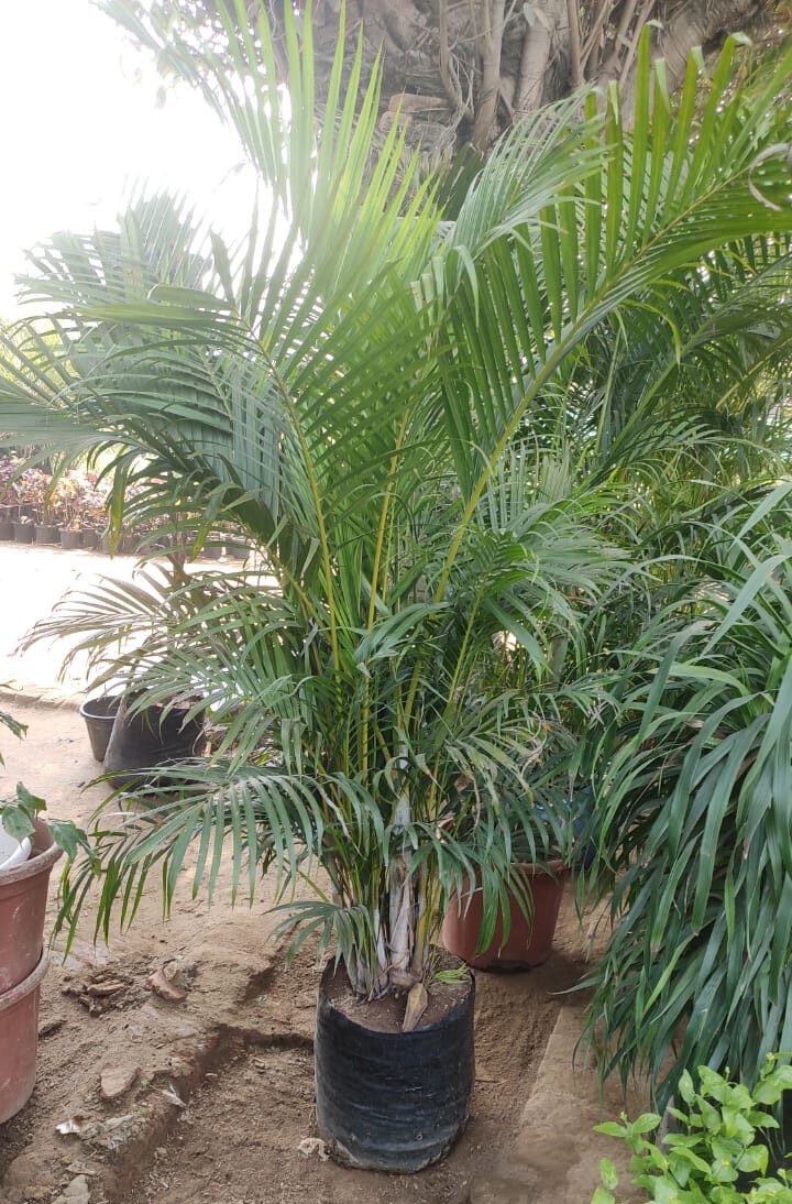 Areca palm big-3 - Urban Vatika
